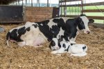 smaXtec: Early detection for dairy cows with bolus technology