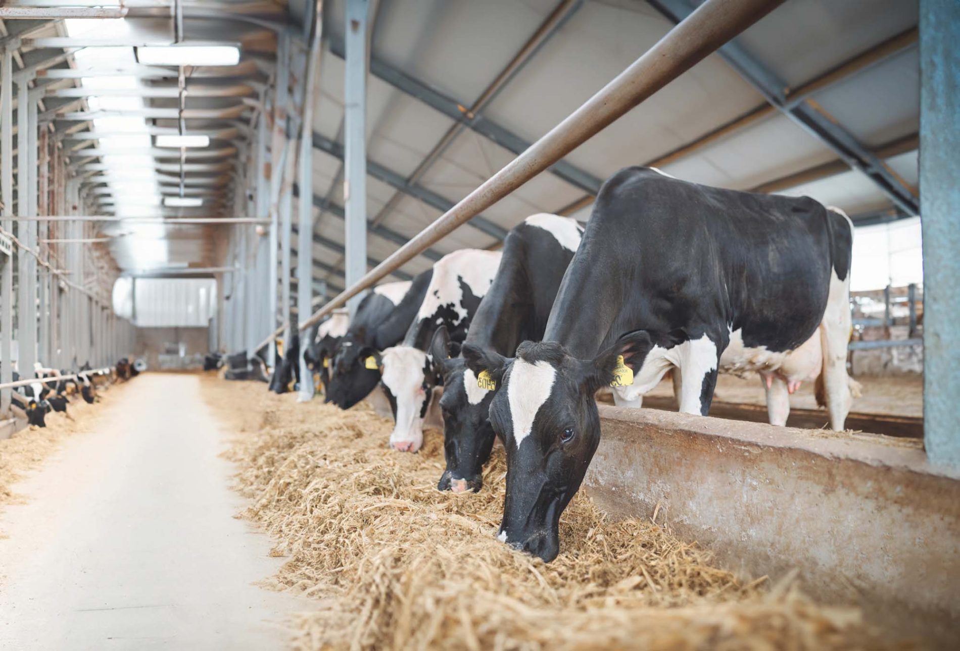 smaXtec: Early detection for dairy cows with bolus technology